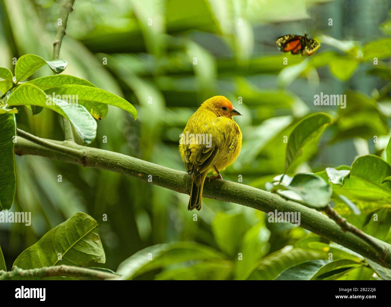 American yellow warbler, Setophaga petechia, sits on a tree branch. and ...