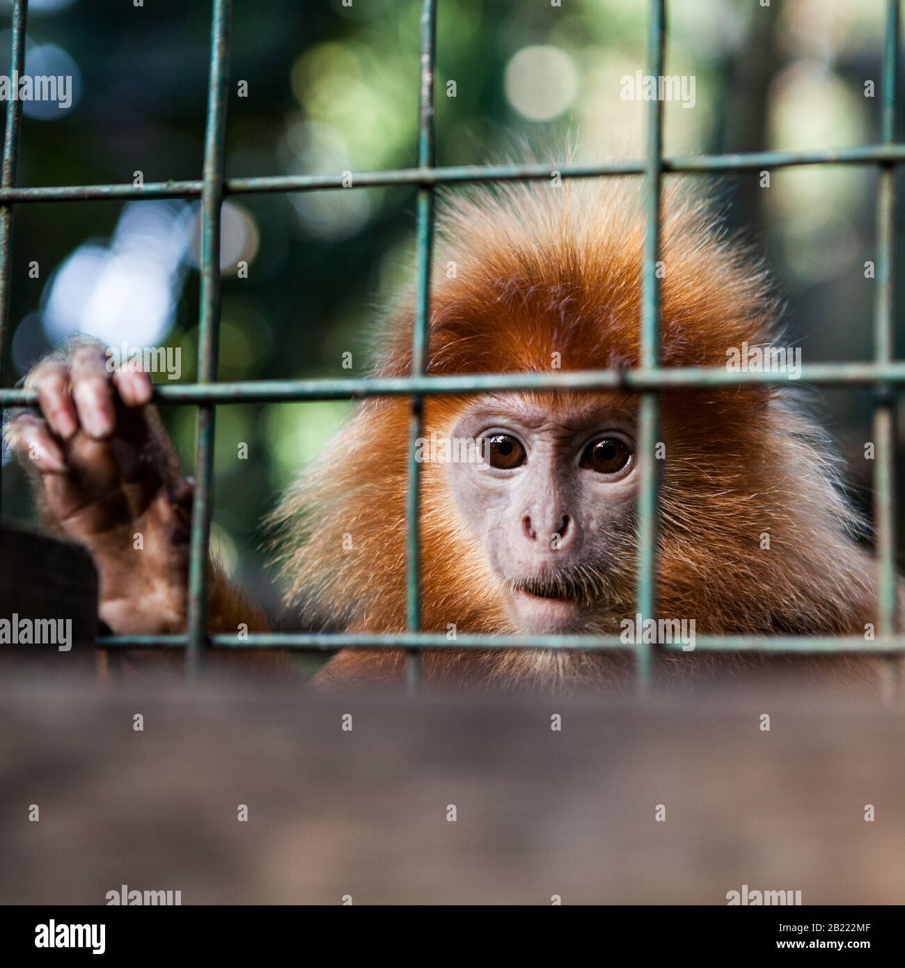 INDONESIA, BALI - JANUARY 20, 2011: Monkey in Bali zoo. Indonesia Stock ...