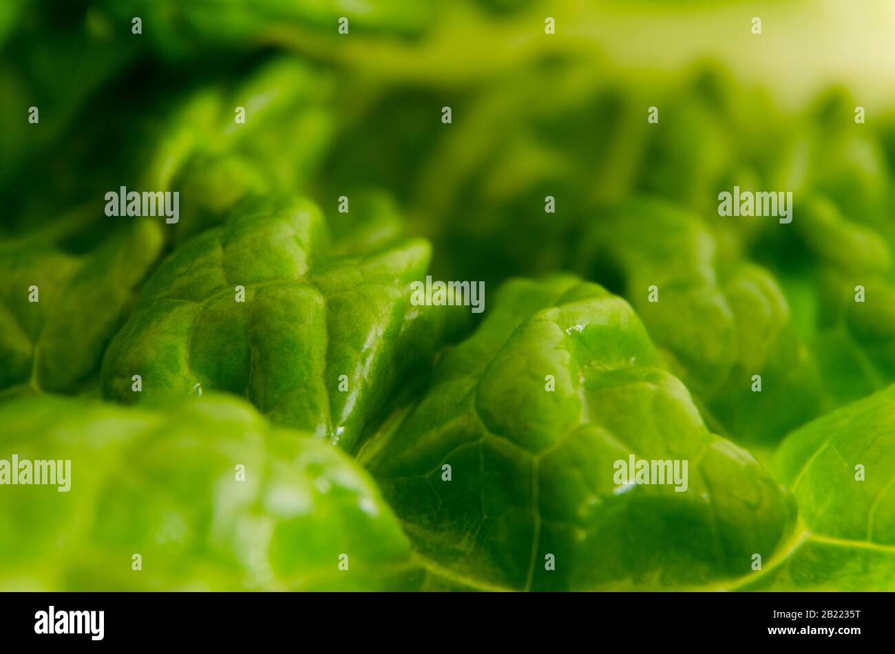 Lettuce leaf texture, close up, macro Stock Photo - Alamy