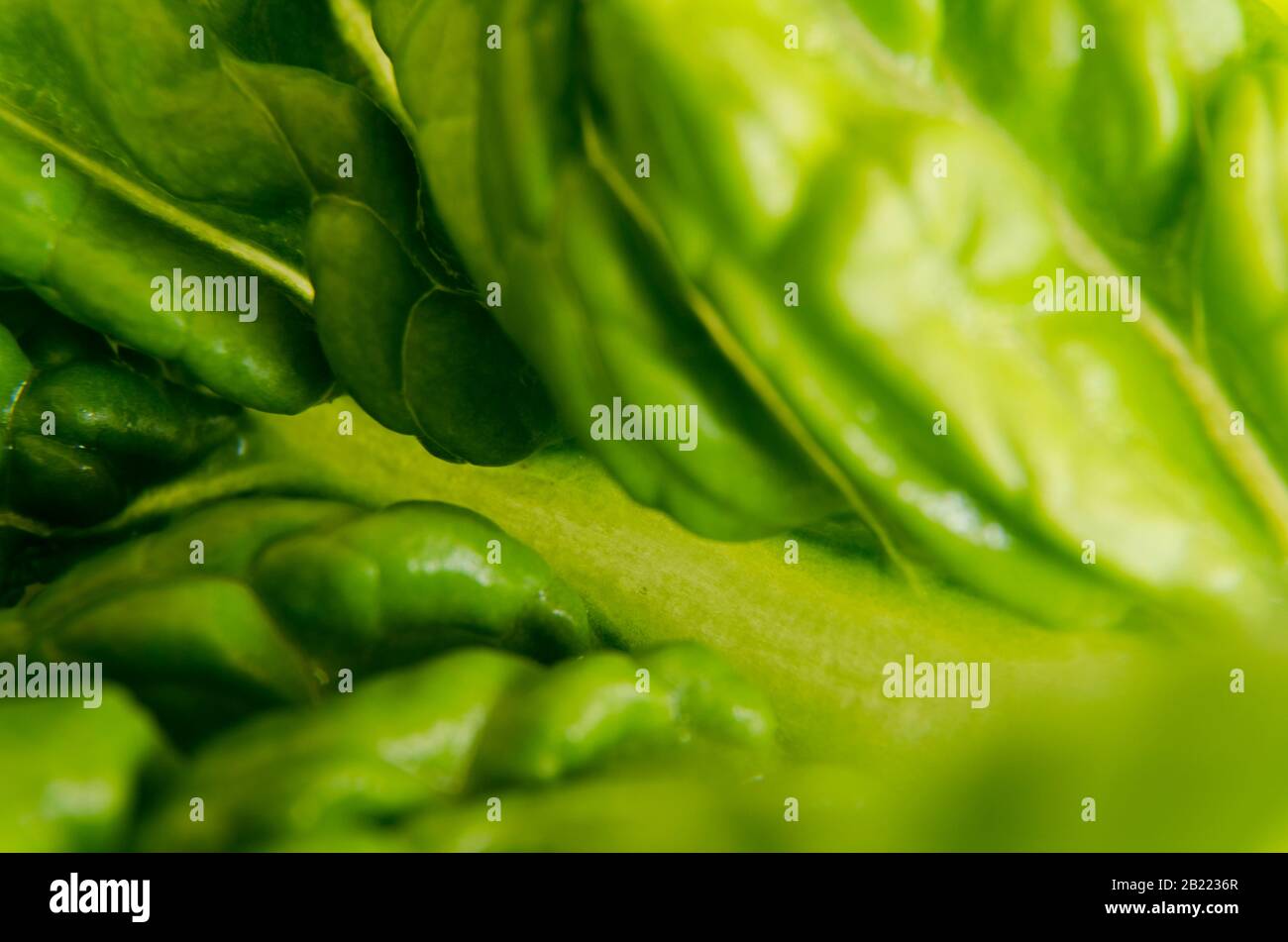 Lettuce texture hi-res stock photography and images - Alamy