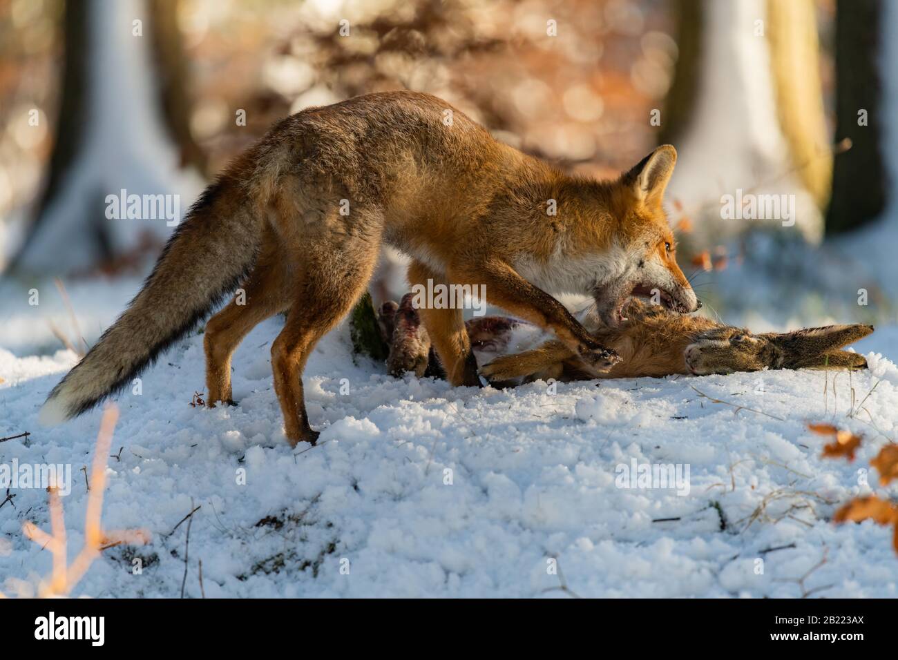Eats dead animals hi-res stock photography and images - Alamy