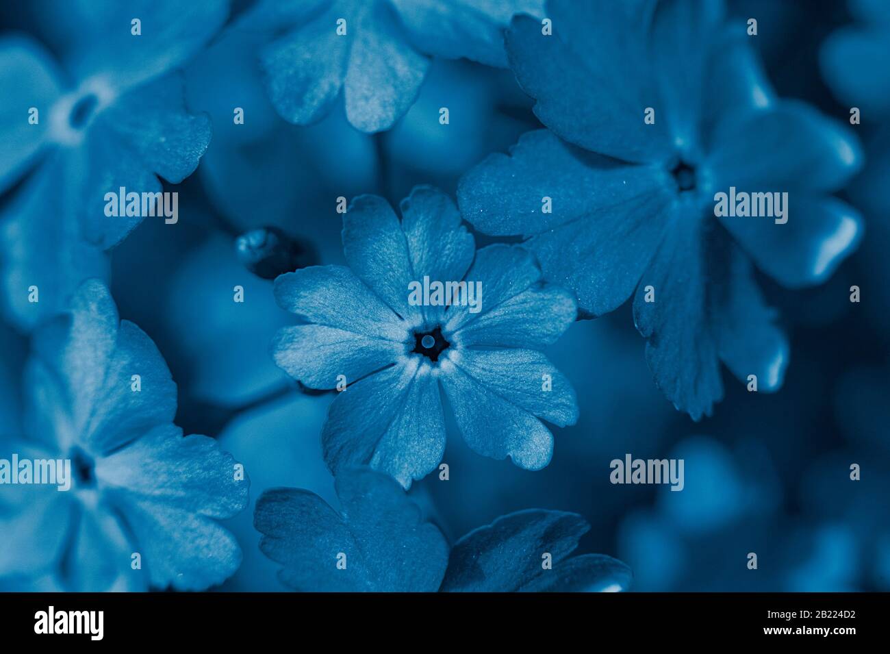 many identical little flowers in color of the year Classic Blue Stock ...