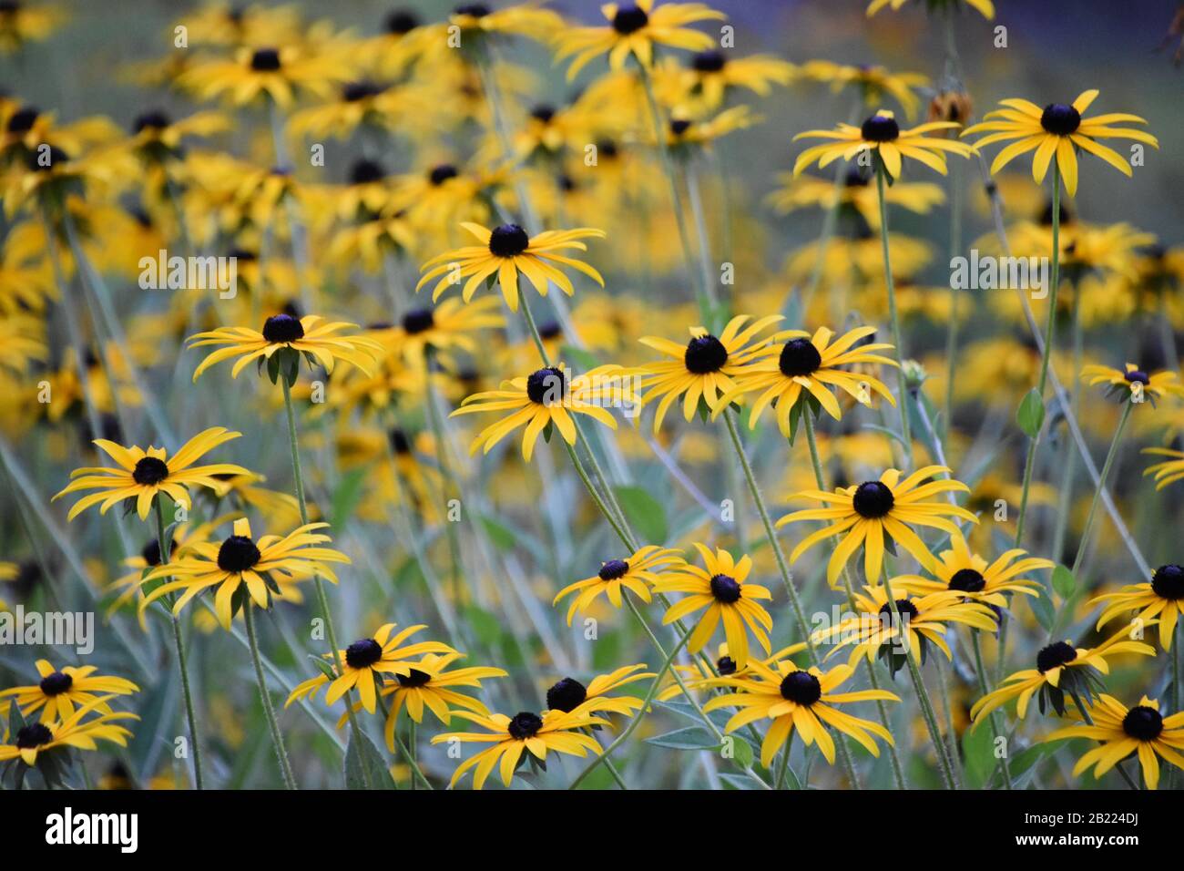 Field of yellow flowers hi-res stock photography and images - Alamy