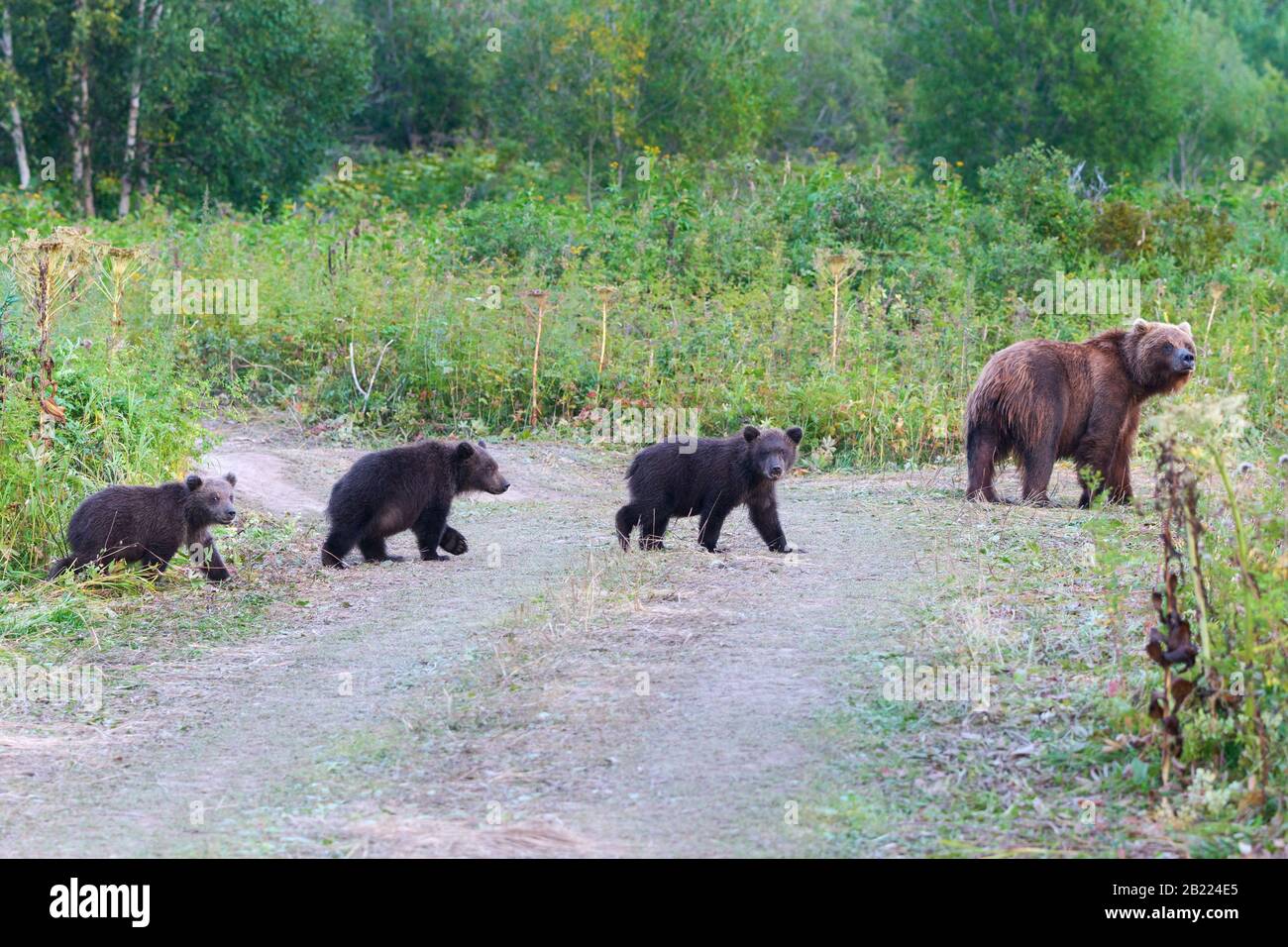 Kamchatka brown she-bear come out forest with three bear cubs and ...
