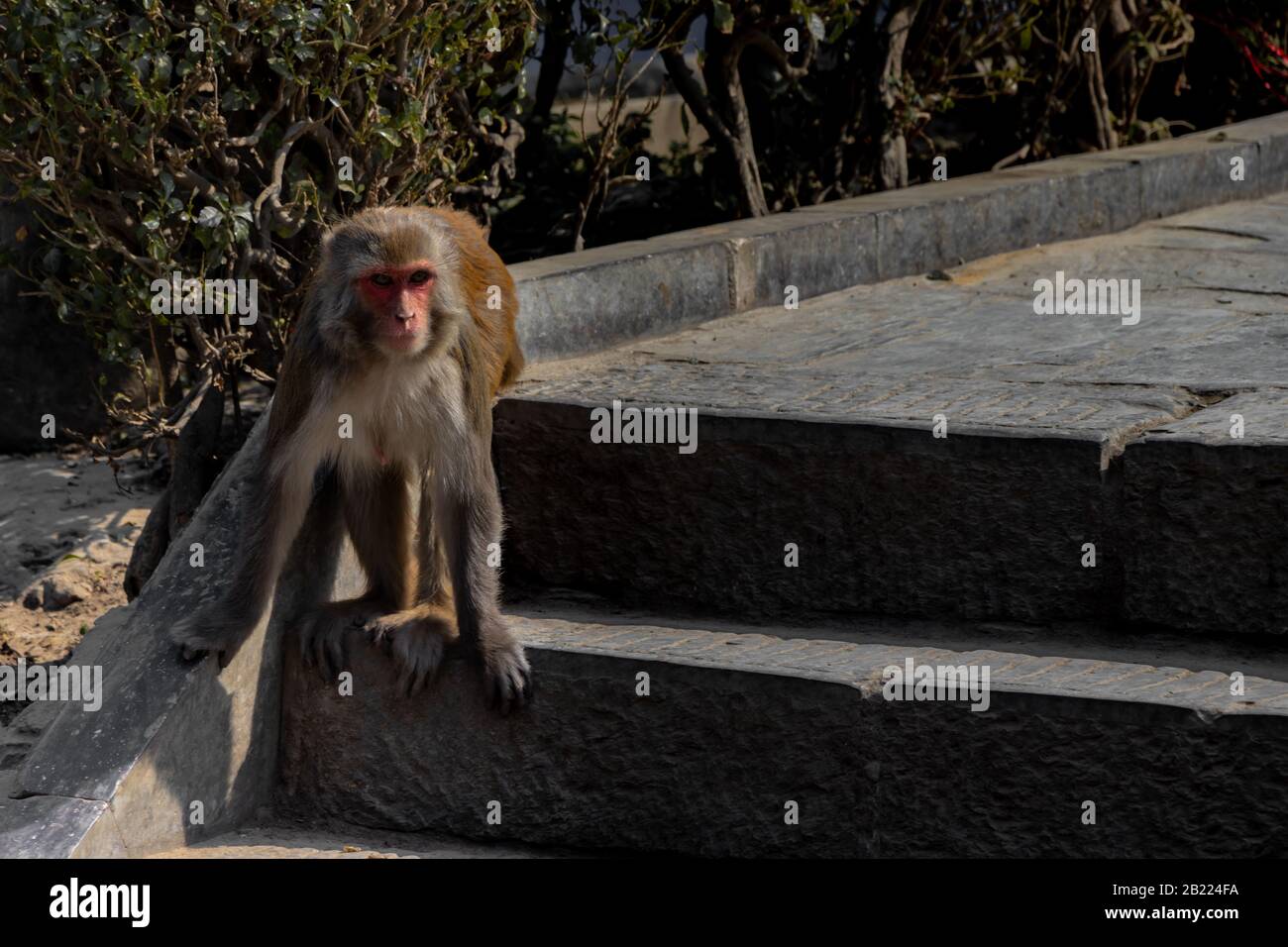 Monkey trying hi-res stock photography and images - Alamy