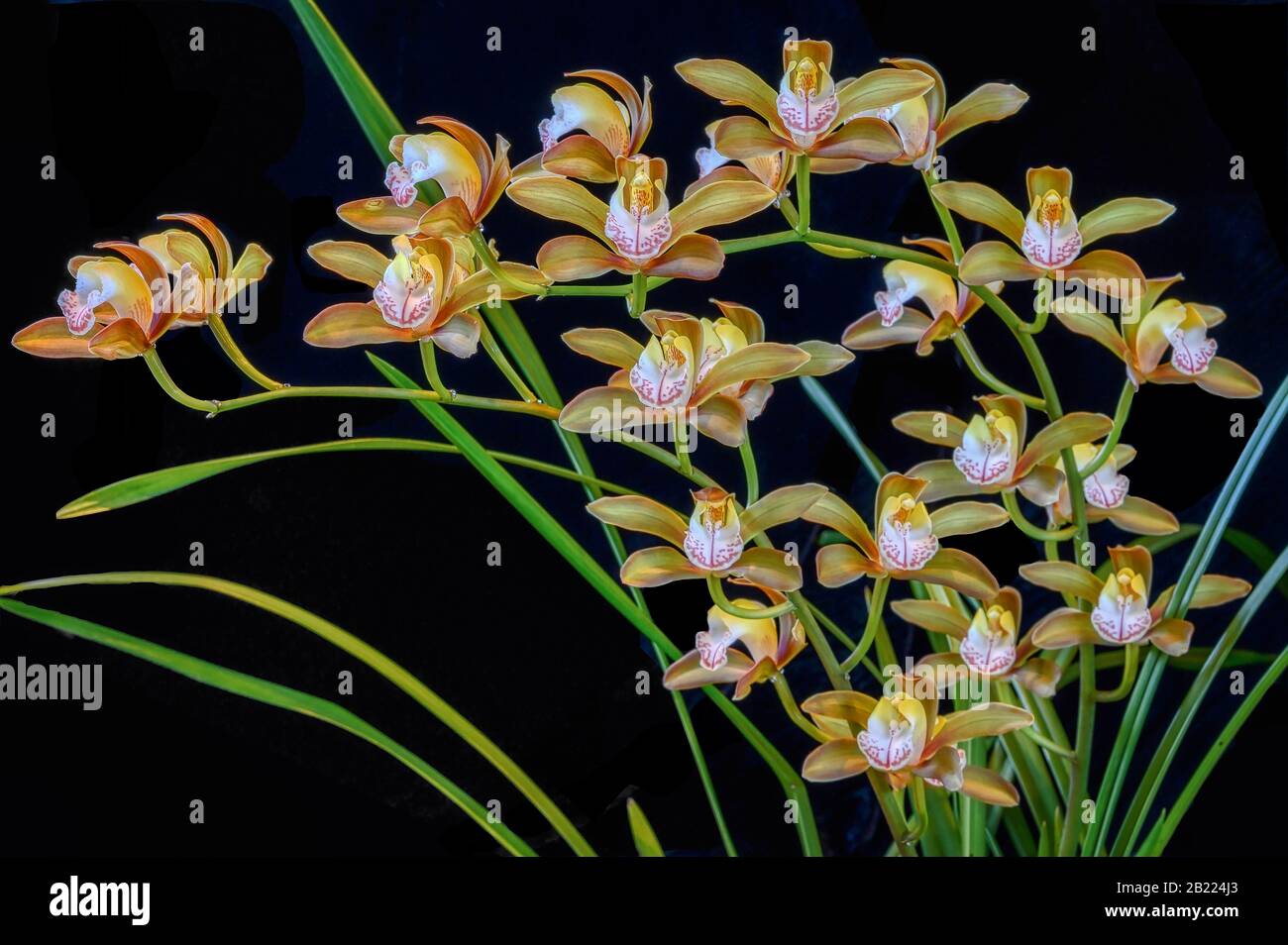 Cymbidium orchid ’Samurai Soul’ Stock Photo - Alamy