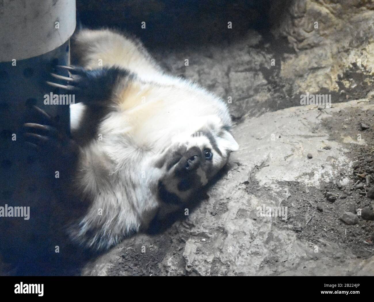 American badger sun hi-res stock photography and images - Alamy