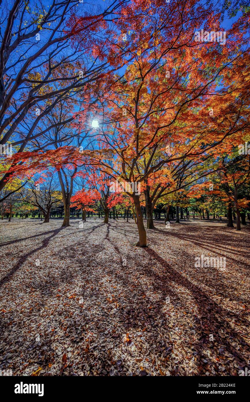 Japanese maples and gingko trees add autumn colors to a park in Tokyo ...