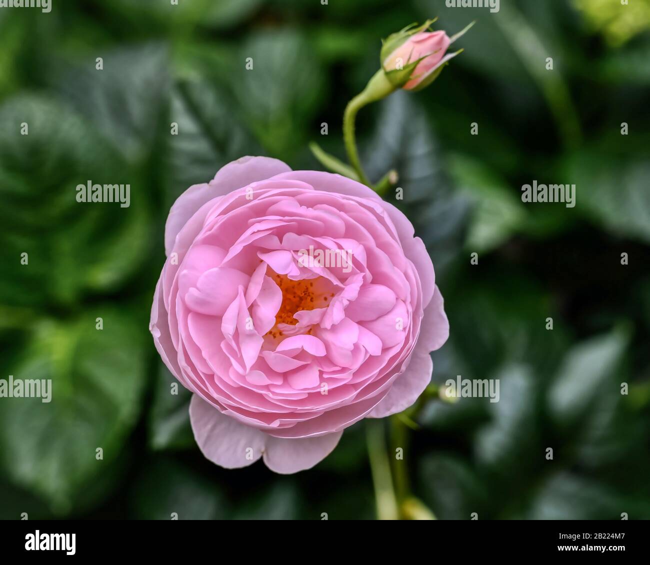 A perfect English Rose, Scepter'd Isle, by David Austin Stock Photo - Alamy
