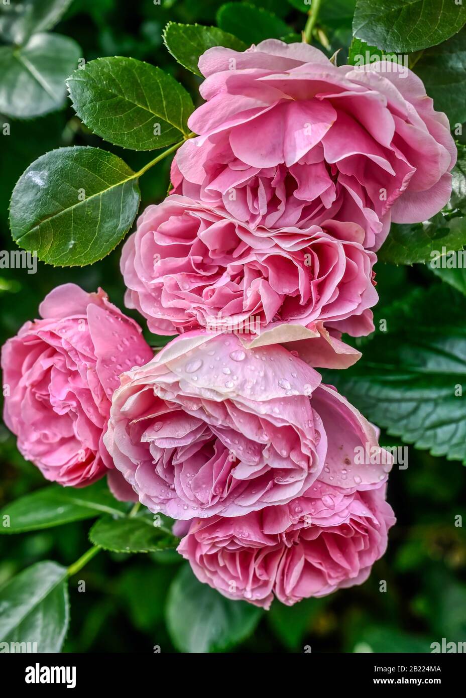 'Da Vinci' a pink climbing rose with double flowers Stock Photo - Alamy