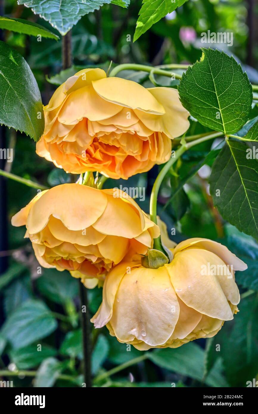 Climbing golden celebration rose hi-res stock photography and images ...