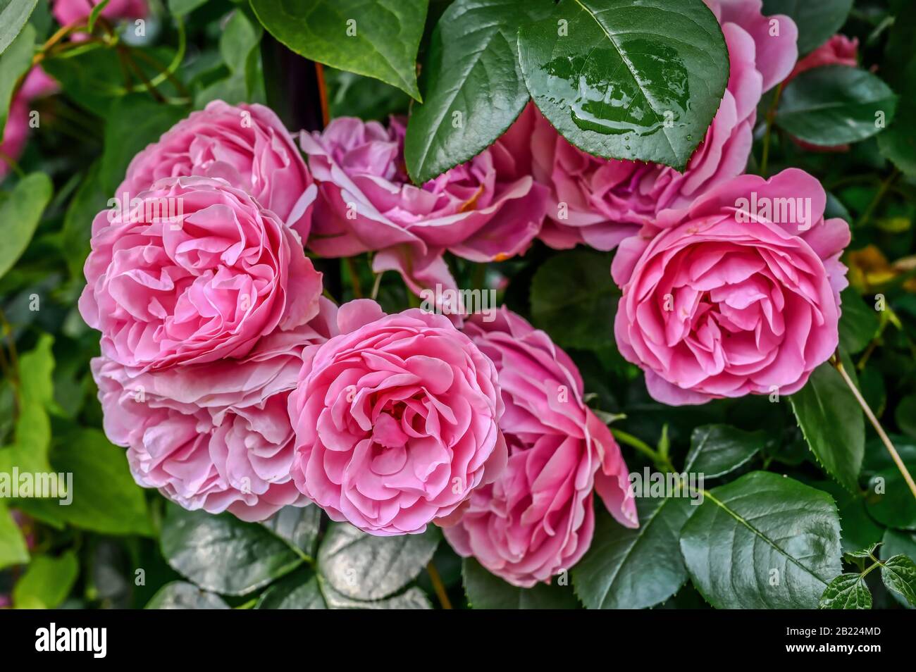 'Da Vinci' a pink climbing rose with double flowers Stock Photo - Alamy