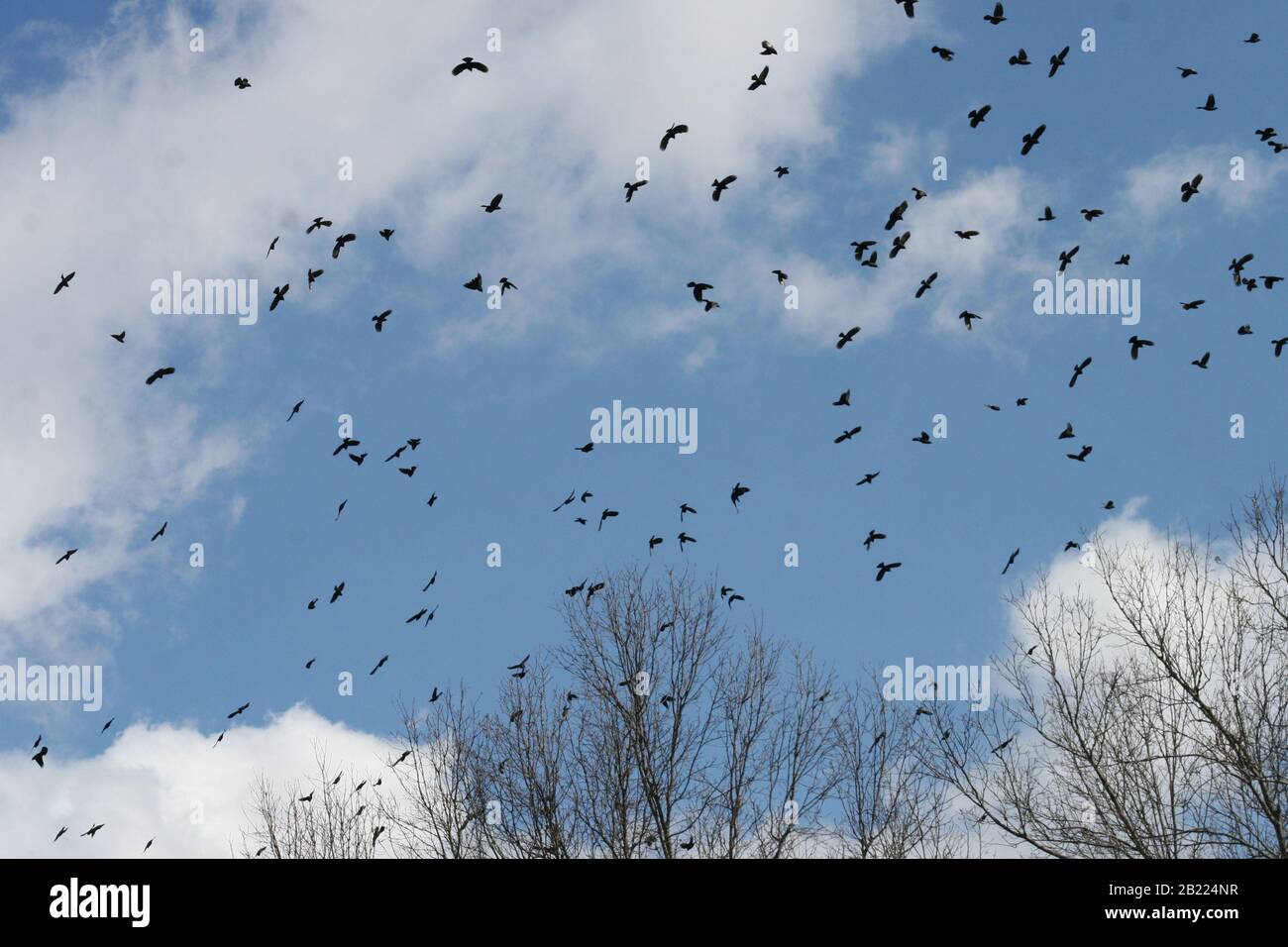 Blackbirds in flight Stock Photo - Alamy