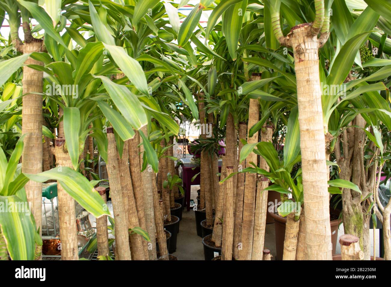 Dracaena fragrans tree. There are many trees to the left and right of ...