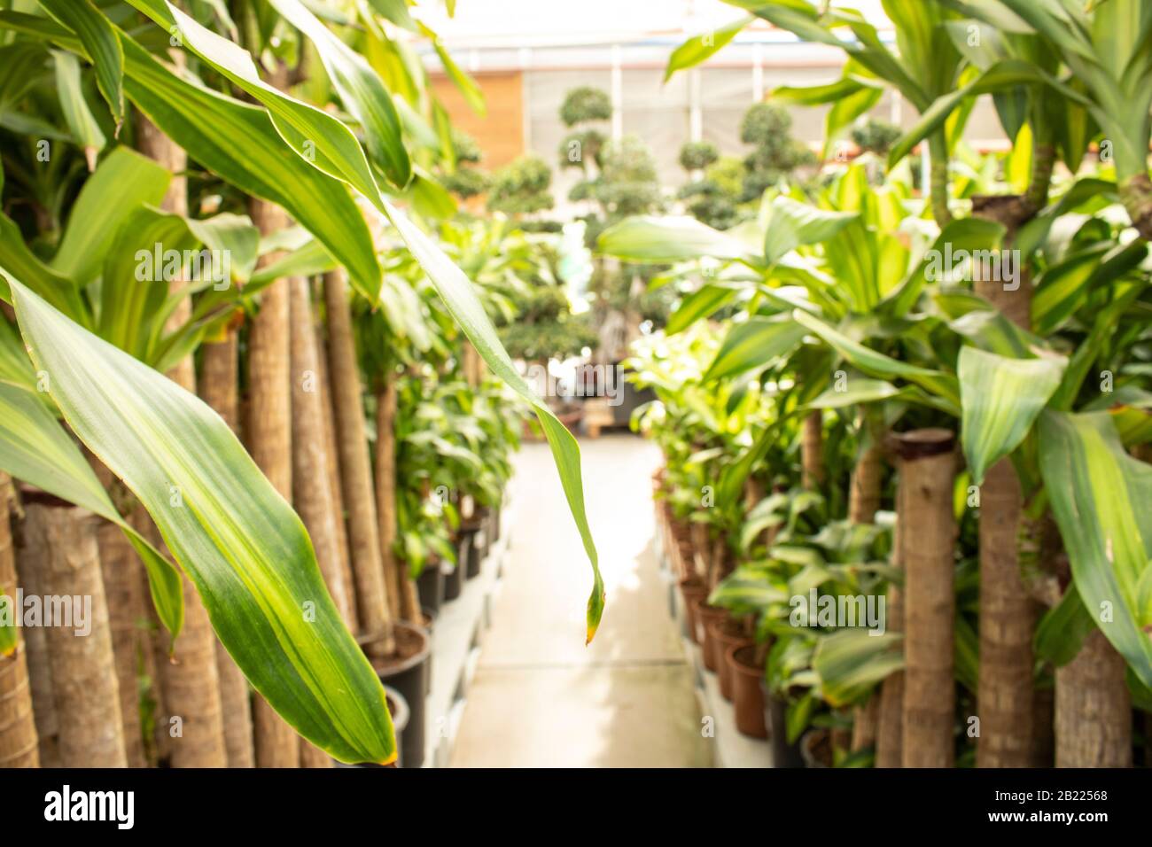 Dracaena fragrans tree. There are many trees to the left and right of ...