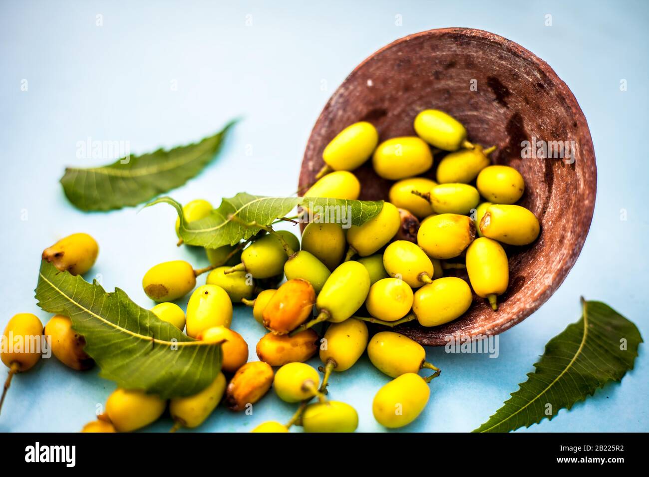 Neemtree hi-res stock photography and images - Alamy