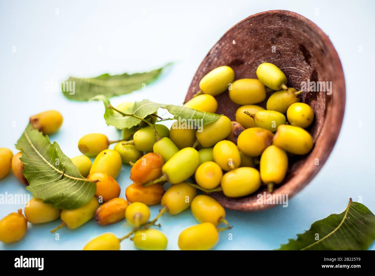 Neemtree hi-res stock photography and images - Alamy