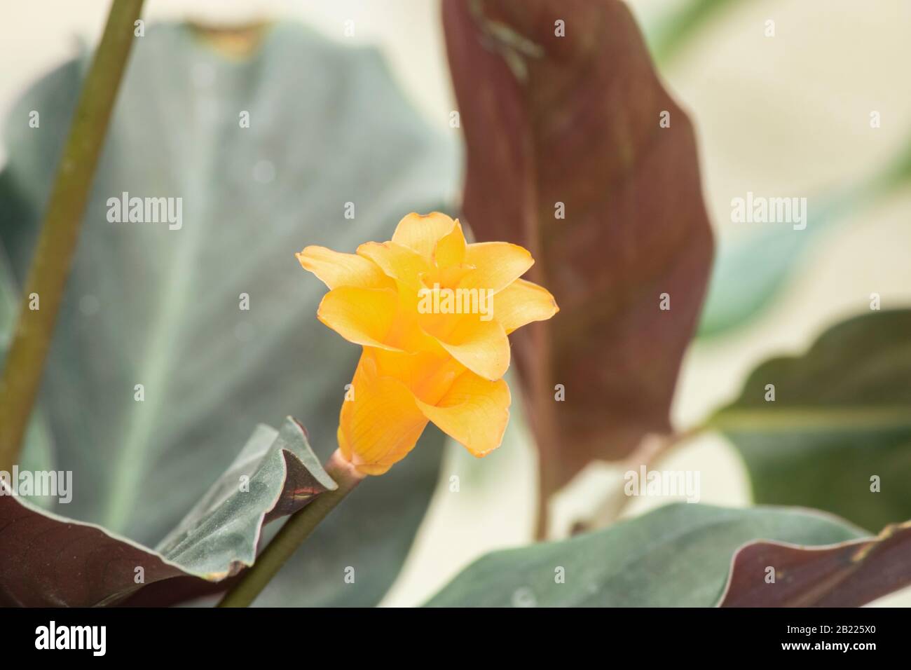 tropical orange flowers of the Calathea Crocata plant commonly known as ...