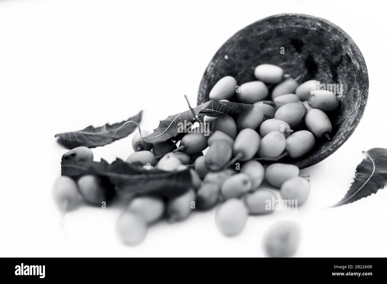 Neem fruit or nim fruit or Indian lilac fruit in a clay bowl isolated ...