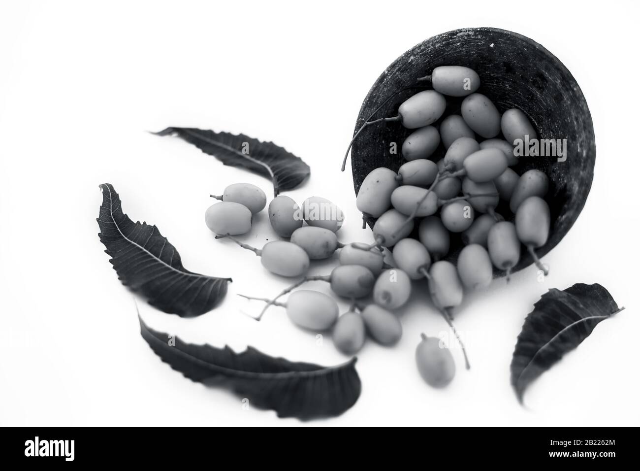 Neemtree hi-res stock photography and images - Alamy