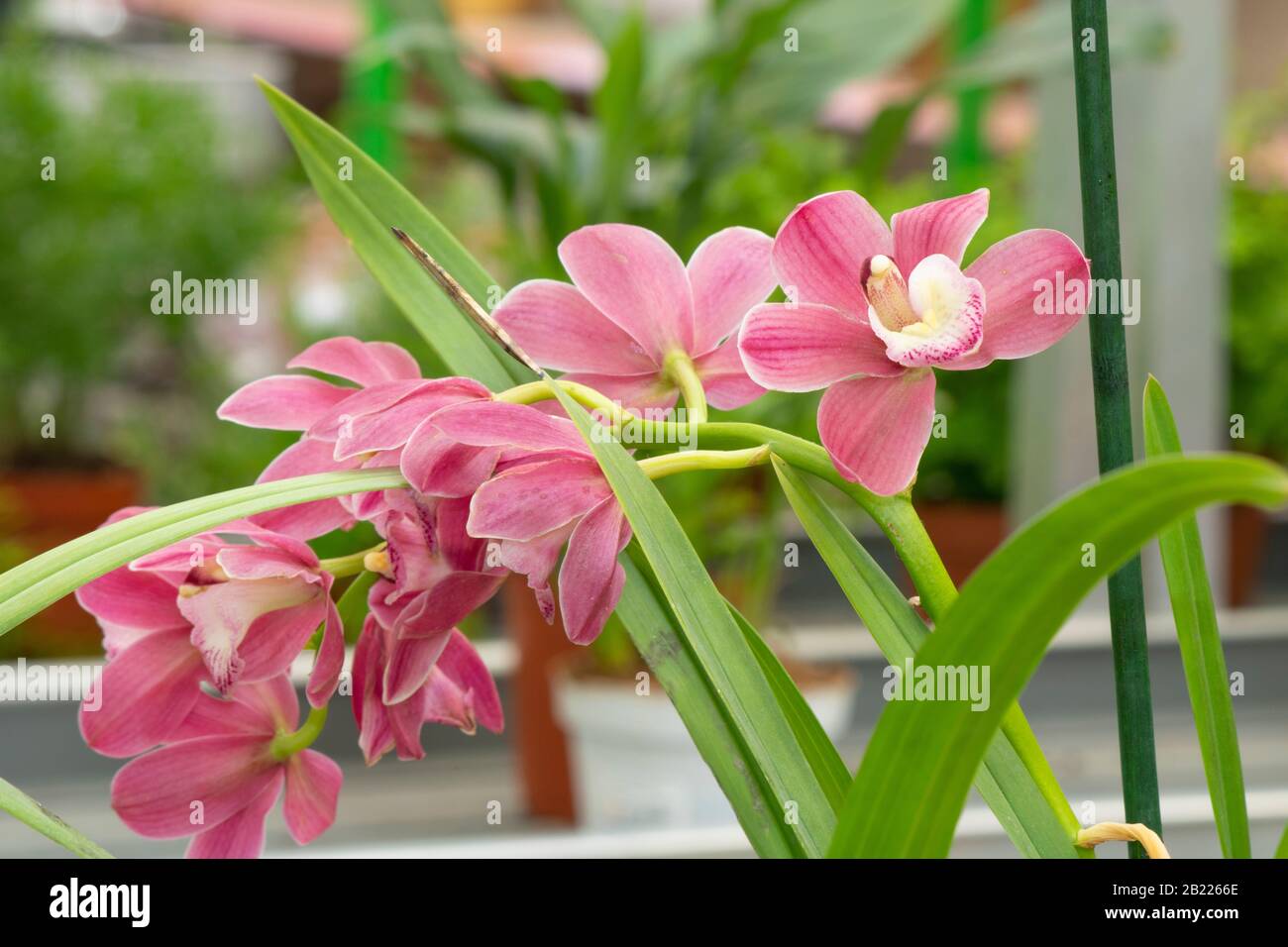 Flowers of the Cymbidium plant. They have a purple color. The garden ...