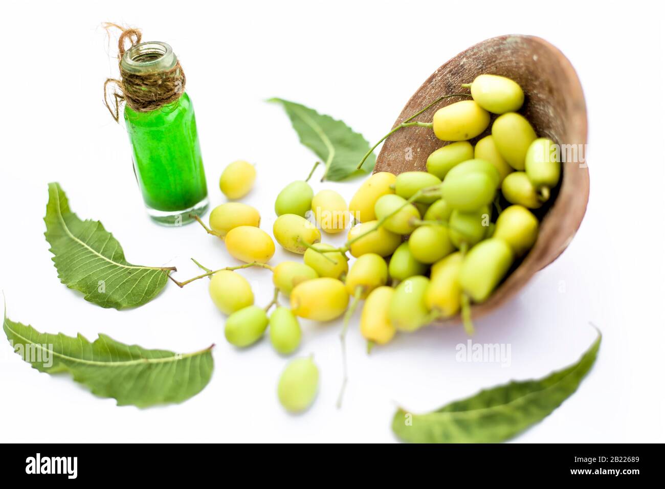 Neem plants azadirachta indica Cut Out Stock Images & Pictures - Alamy