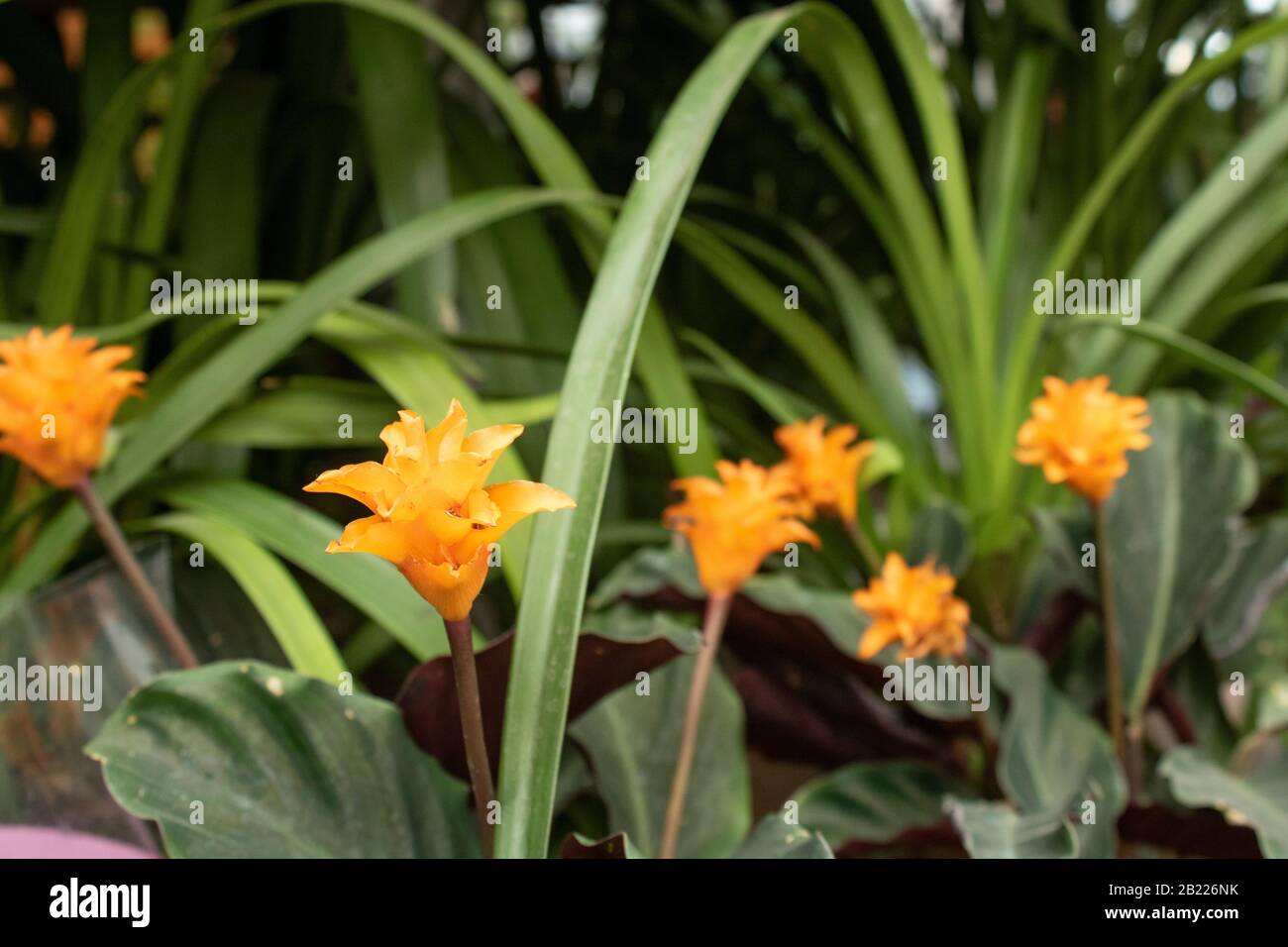 tropical orange flowers of the Calathea Crocata plant commonly known as ...