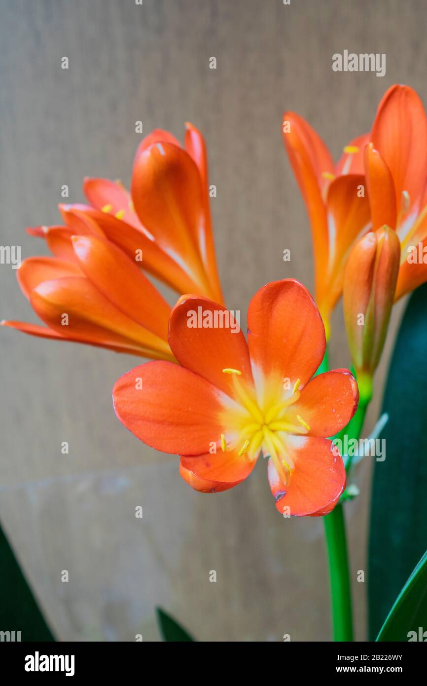 Close-up photo of Clivia miniata orange flower. The photo was taken in ...