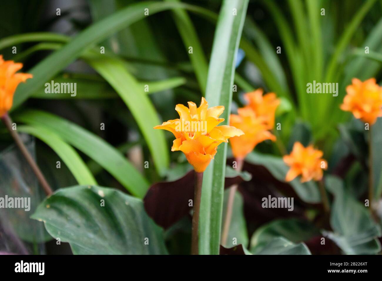 tropical orange flowers of the Calathea Crocata plant commonly known as ...
