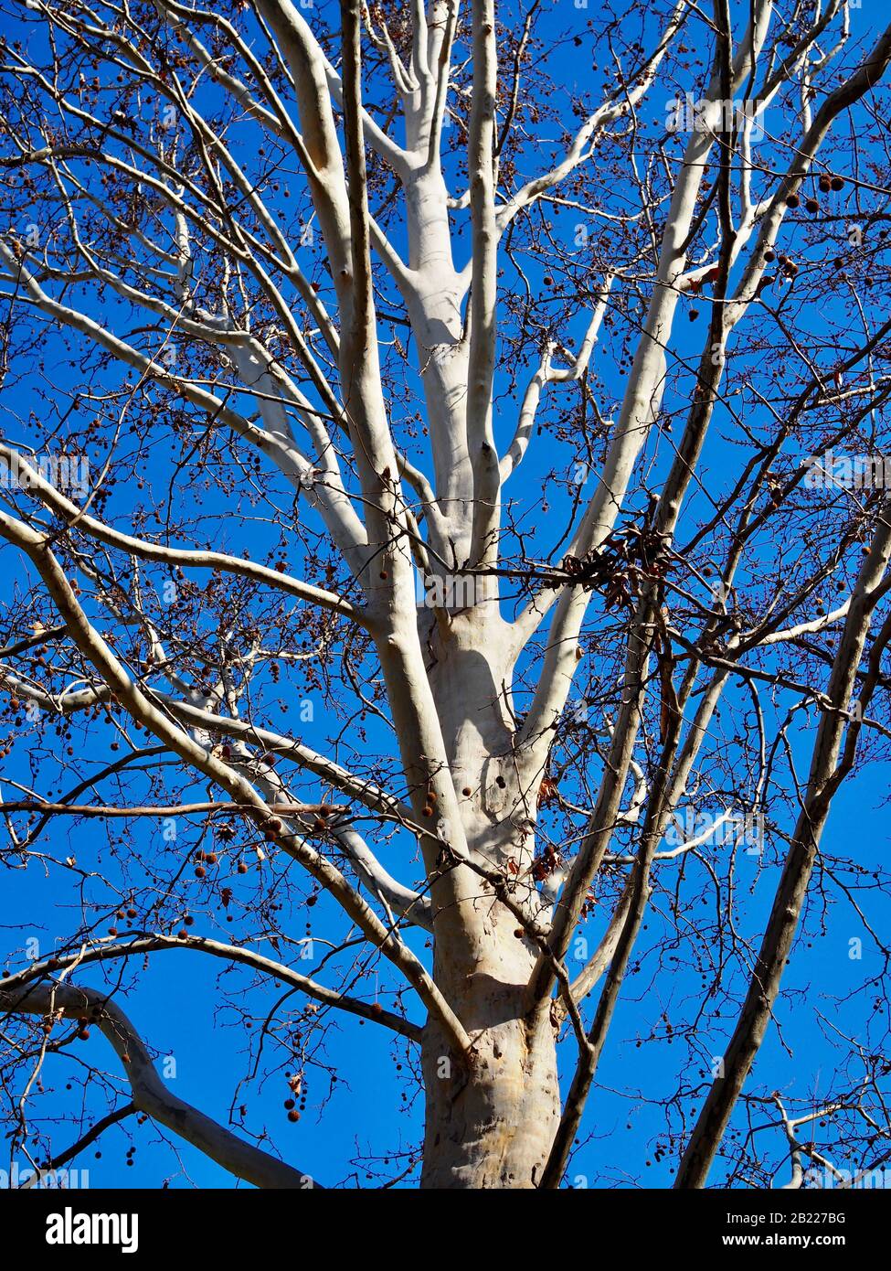 Mighty plane tree with bare branches in sunshine Stock Photo - Alamy