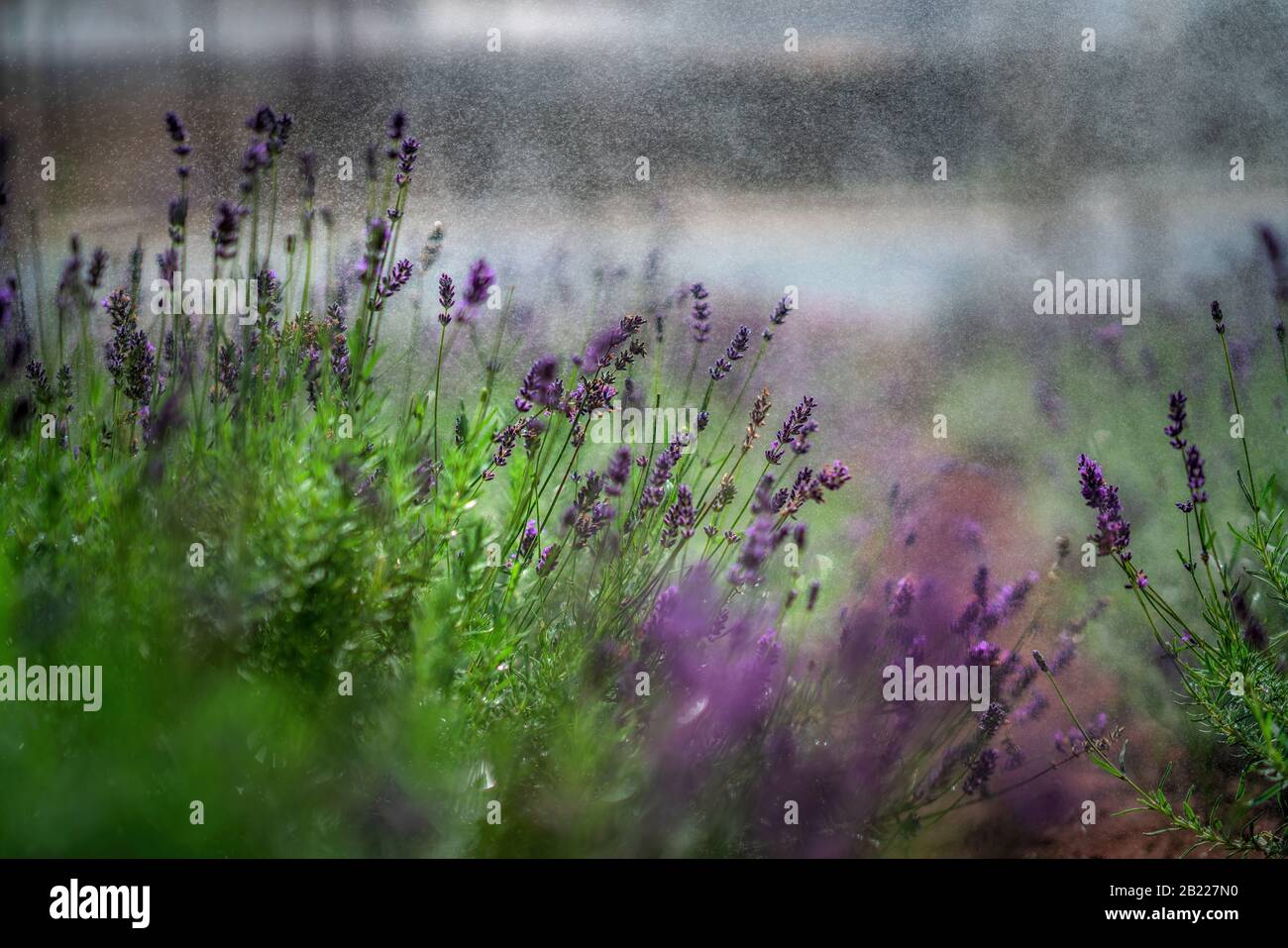 VIOLET LAVENDER FIELD .VALENSOLE LAVENDER FIELDS, DALAT, VIETNAM Stock ...