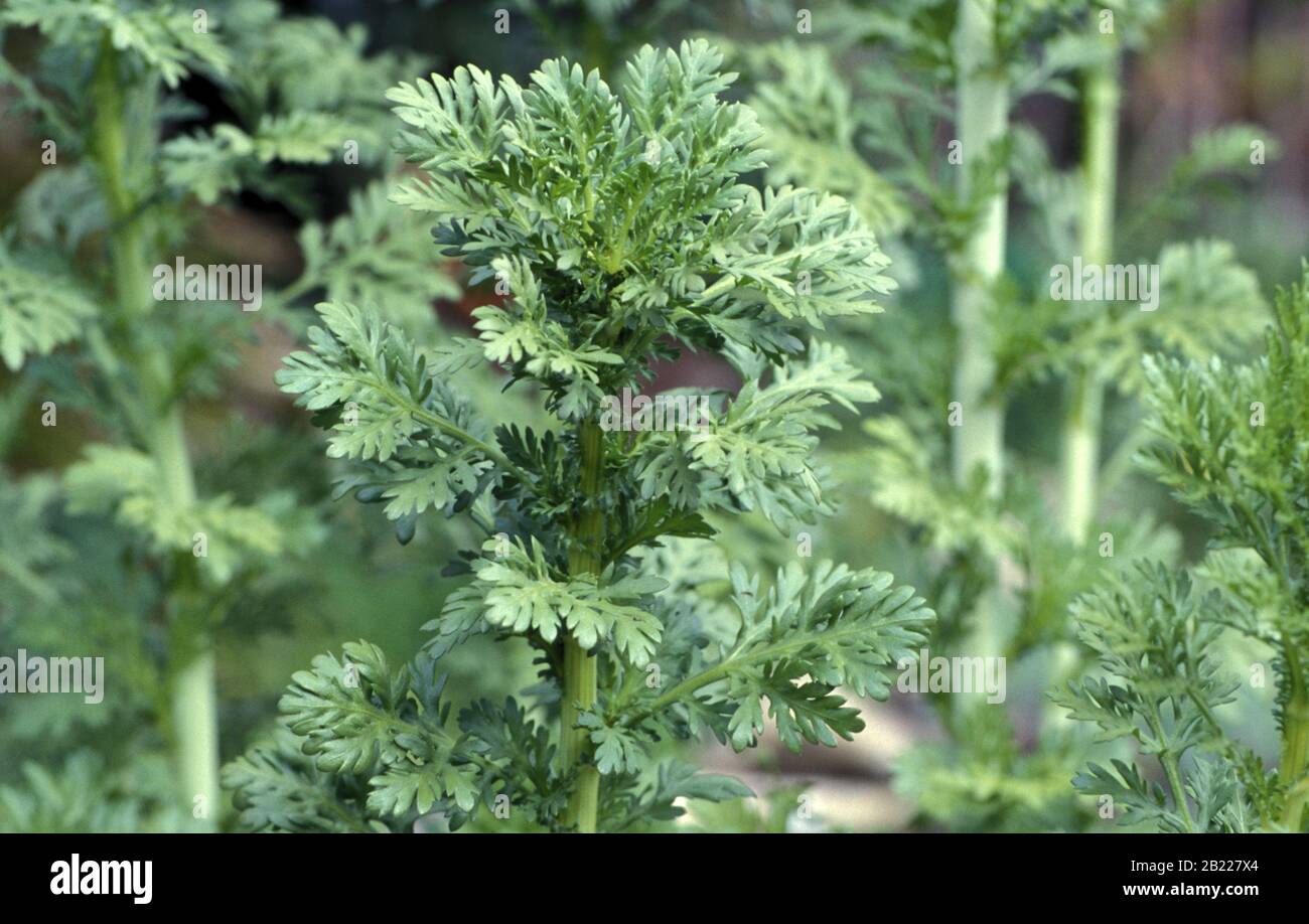 ASIAN VEGETABLE, SHUNGIKU GROWING (Glebionis coronaria Stock Photo - Alamy