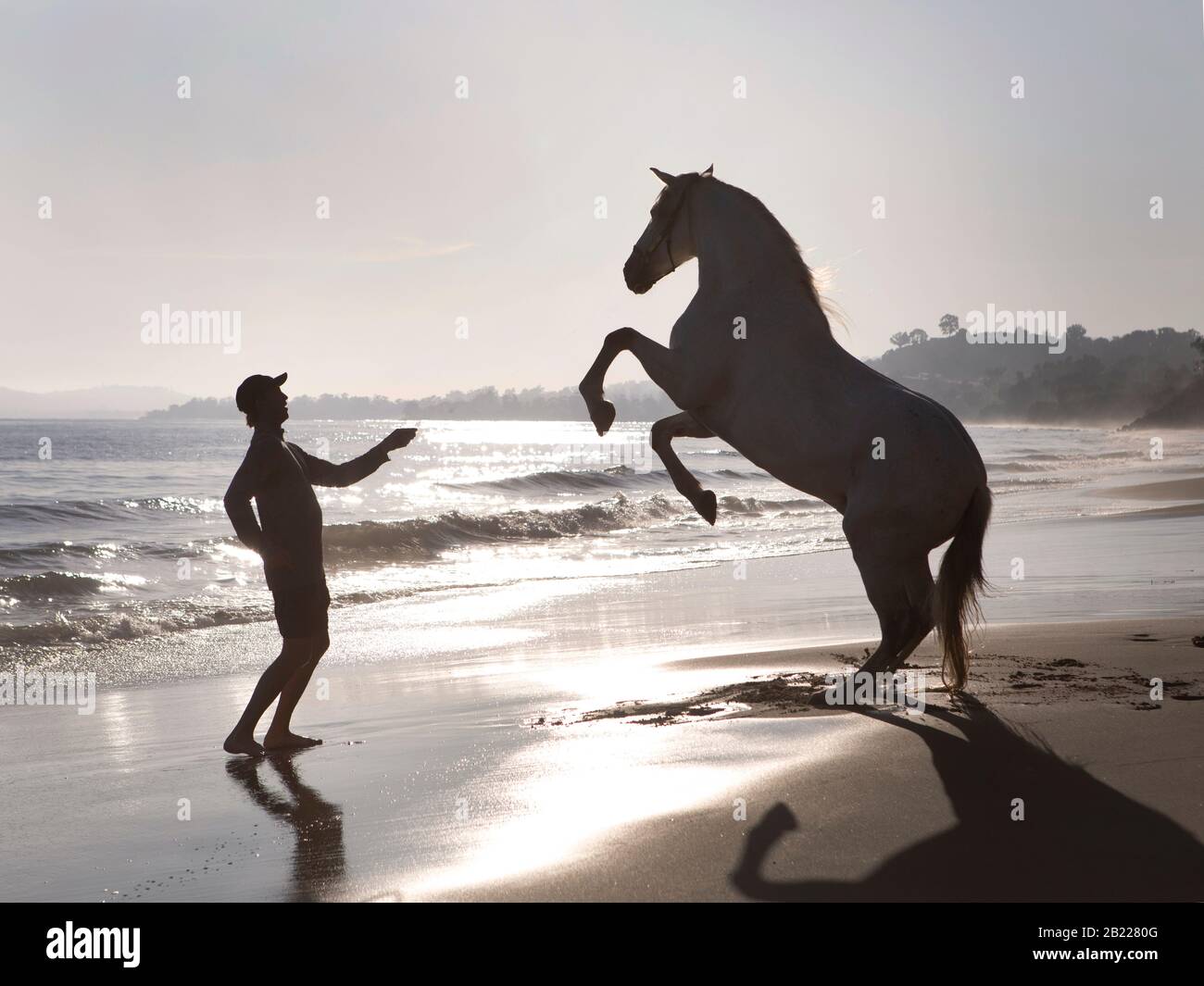 Rearing andalusian horse hi-res stock photography and images - Alamy