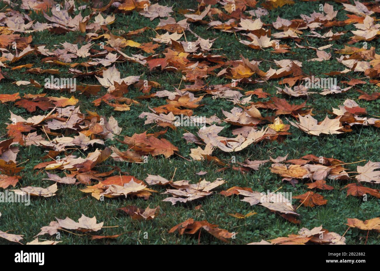 FALLEN AUTUMN LEAVES ON LAWN AREA Stock Photo - Alamy