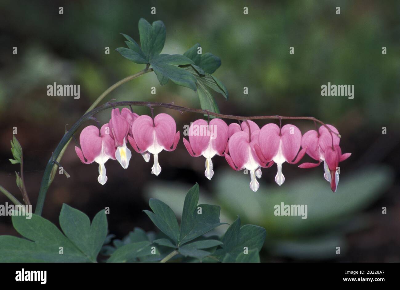 flowers of Lamprocapnos spectabilis (bleeding heart or Asian bleeding ...