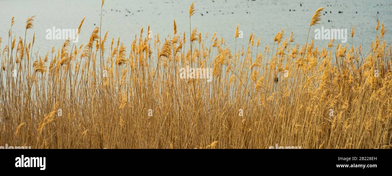 Cane plant on the Lisi lake in windy day in Tbilisi, Georgia Stock ...