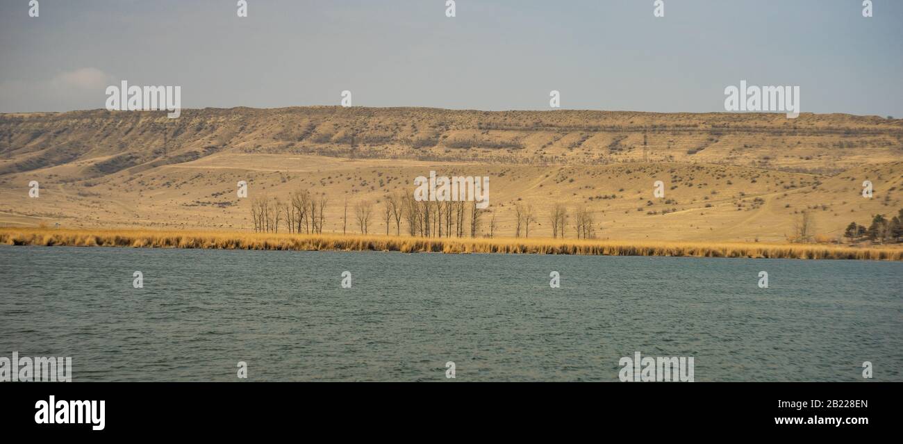 Cane plant on the Lisi lake in windy day in Tbilisi, Georgia Stock ...