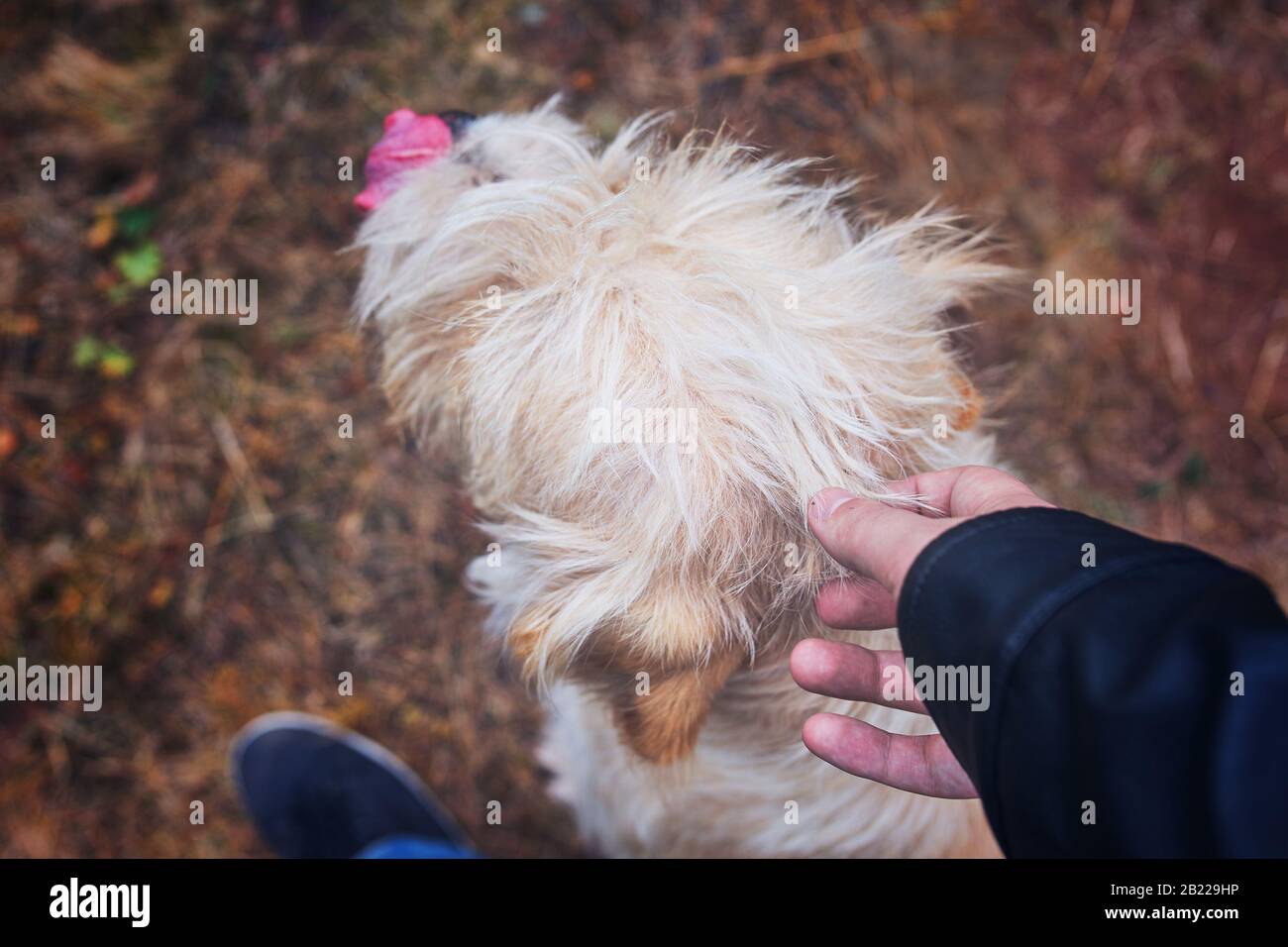 Man petting dog. A person spends time with his pet in the fresh air ...