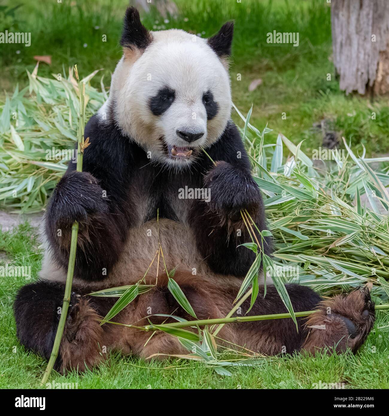 Young giant panda eating bamboo in the grass, portrait Stock Photo - Alamy
