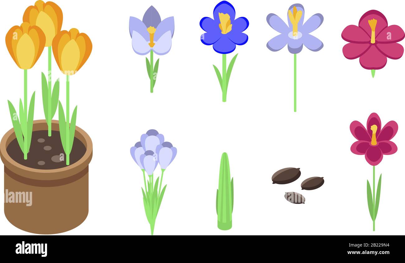 Saffron crocus crocus sativus Stock Vector Images - Alamy