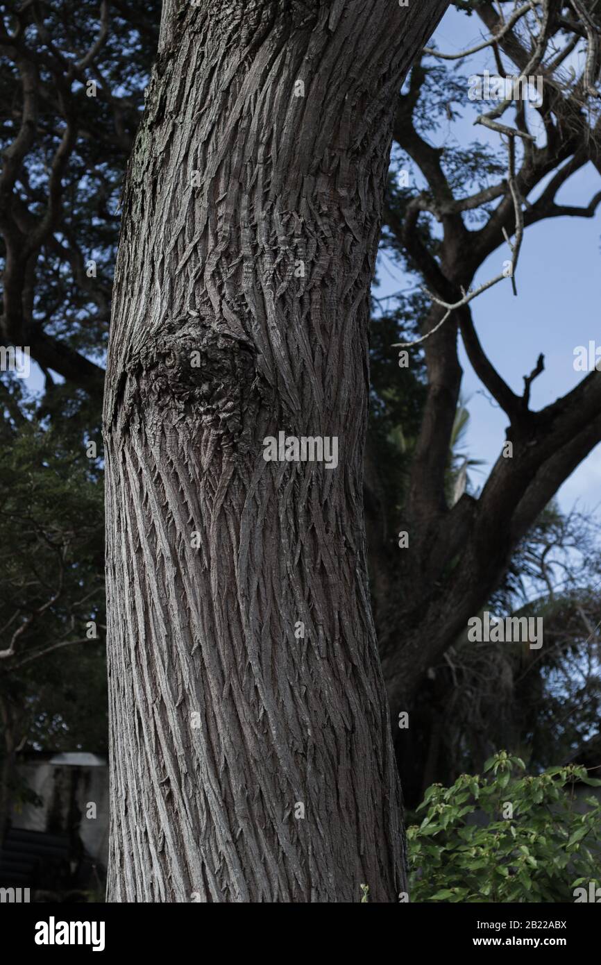 Horror tree hi-res stock photography and images - Alamy