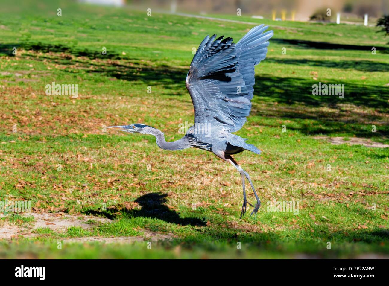 Great Blue Heron (Ardea hero dials) ilanding n Sepulveda Wildlife ...