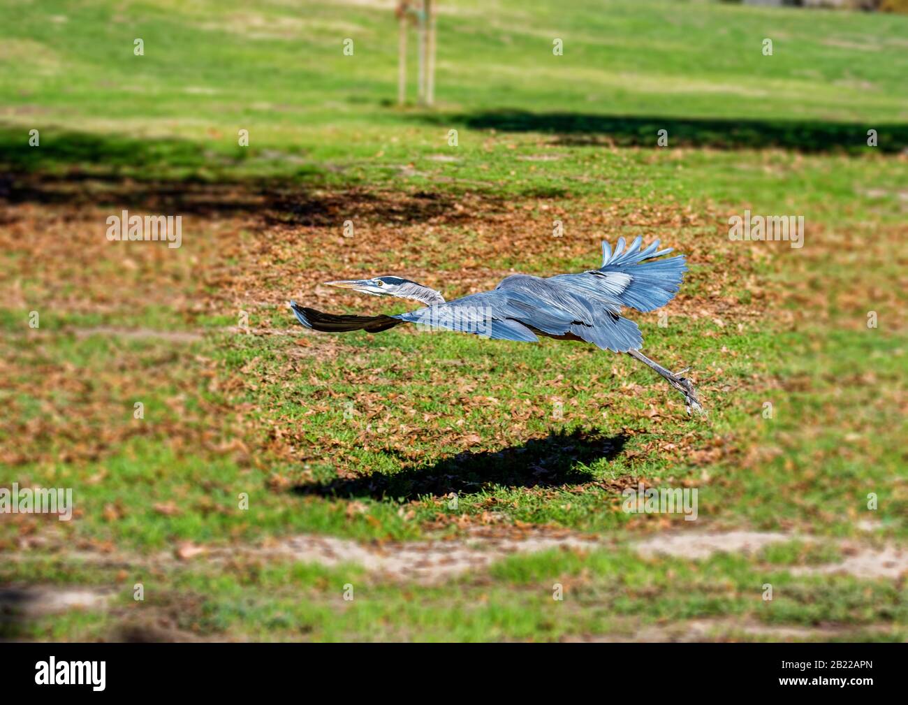 Great Blue Heron (Ardea hero dials) ilanding n Sepulveda Wildlife ...