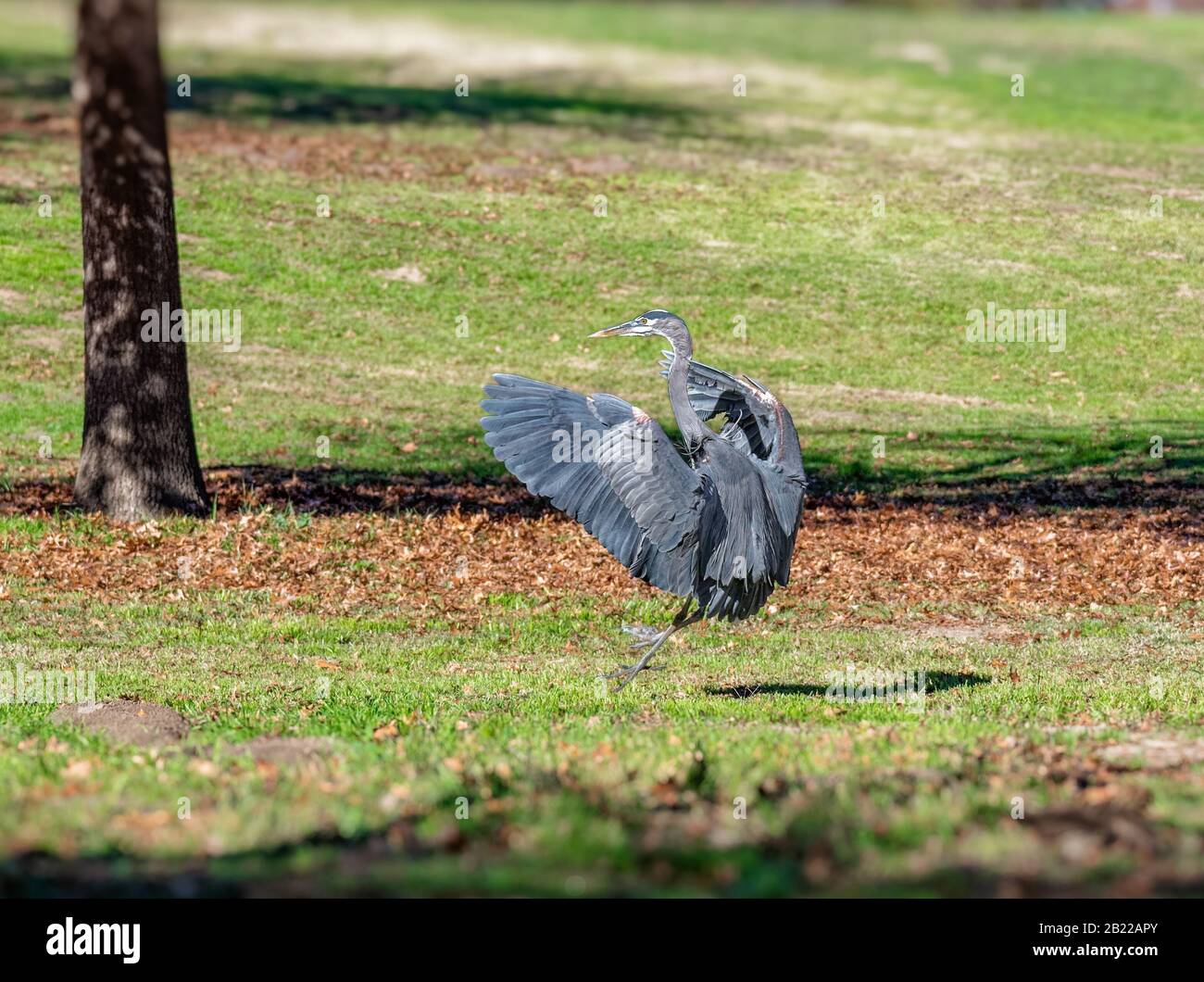 Great Blue Heron (Ardea hero dials) ilanding n Sepulveda Wildlife ...