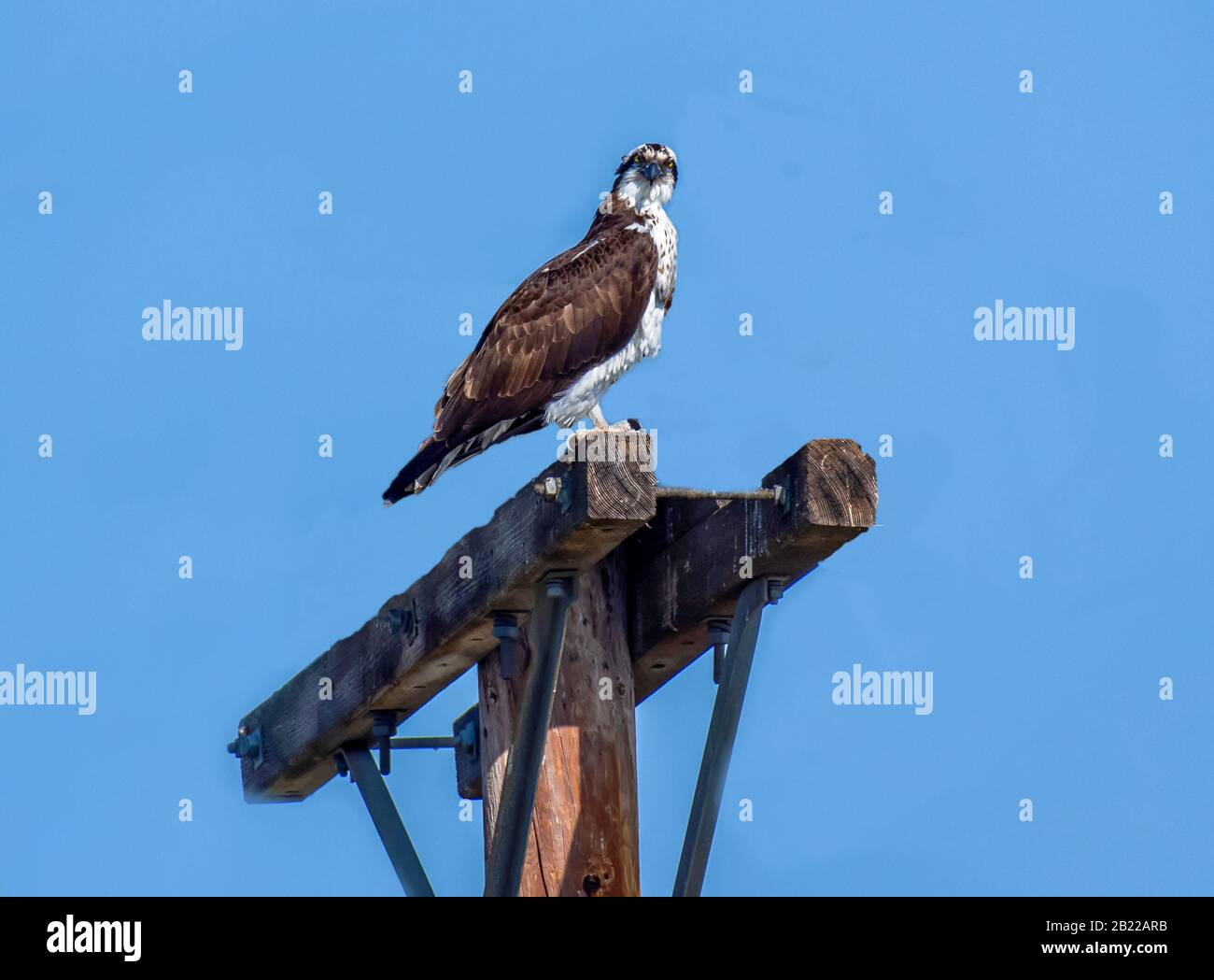 Sanctuary of pandion hi-res stock photography and images - Alamy