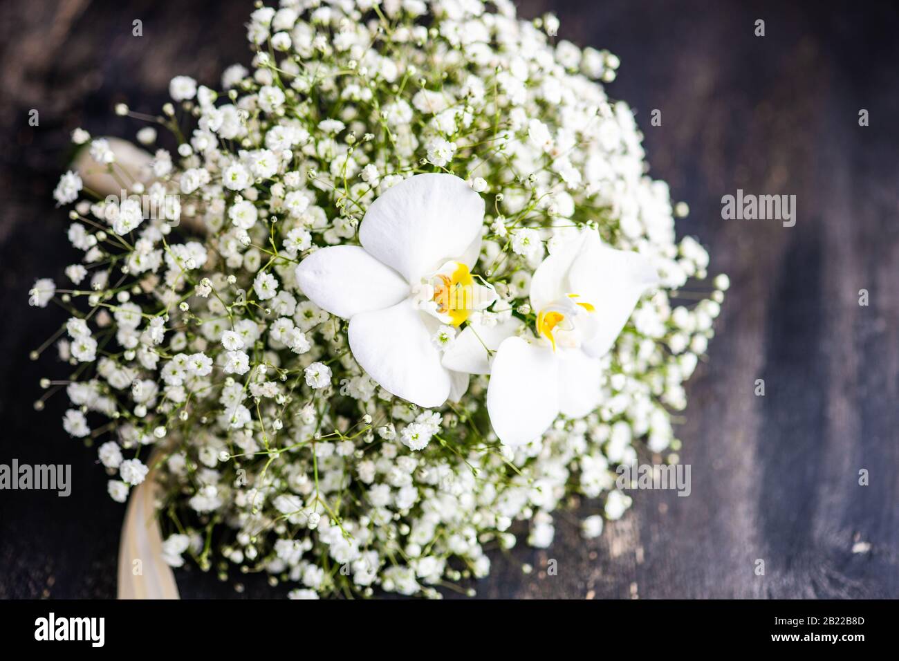 Beautiful white flowers of Gypsophila paniculata plant in bridal ...