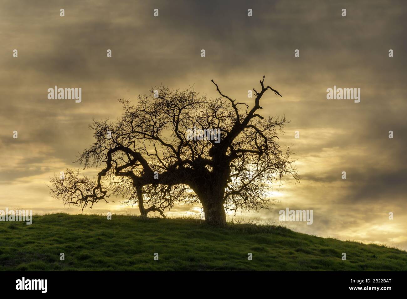 Lone Oak Tree Sunset Stock Photo - Alamy