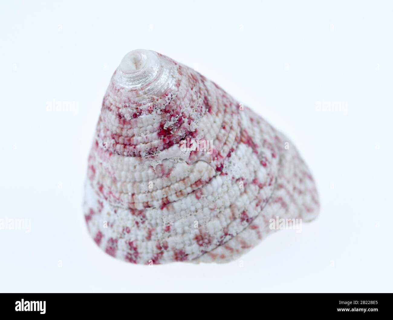 Muschel hi-res stock photography and images - Alamy