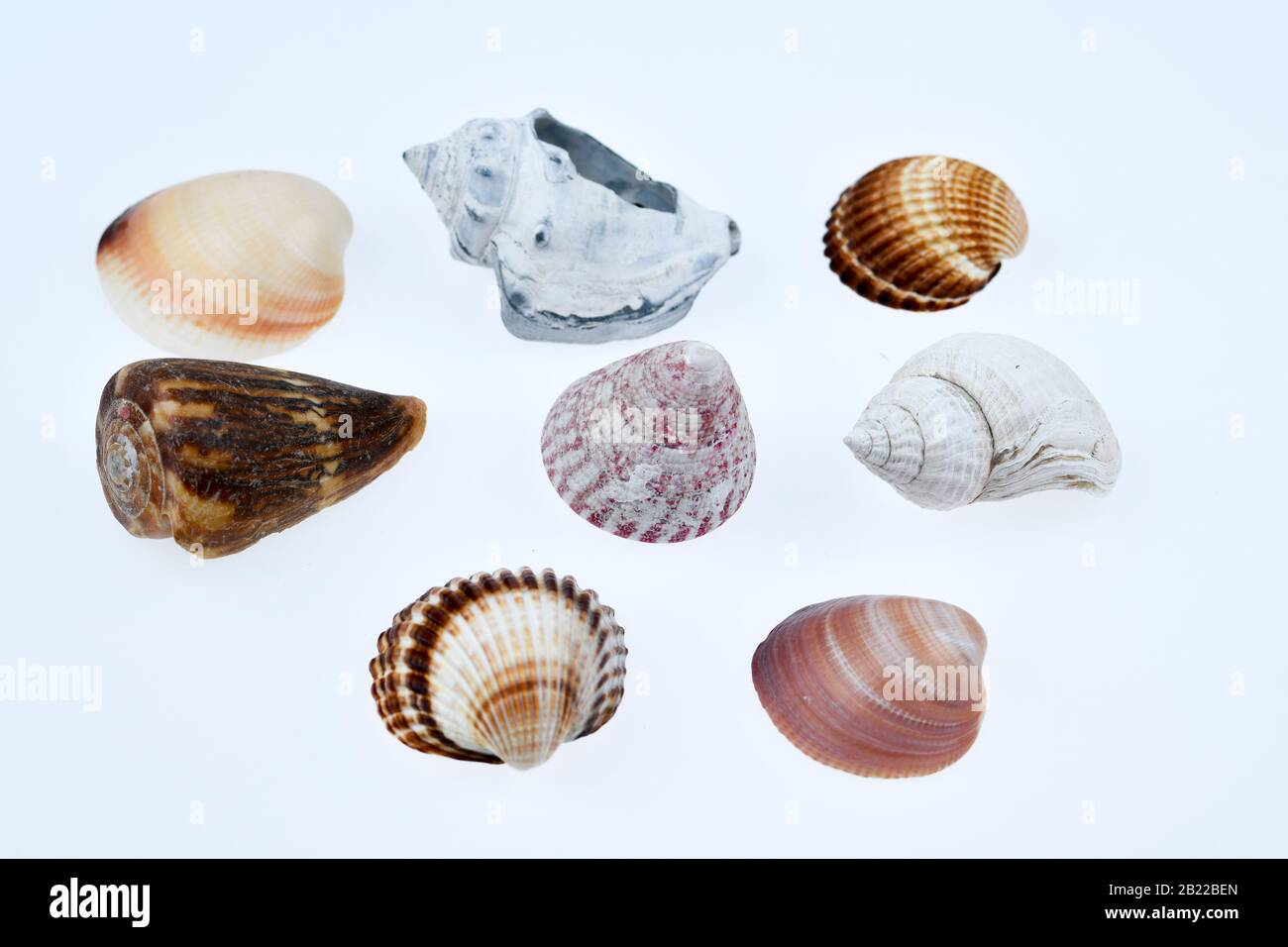 Muscheln hi-res stock photography and images - Alamy