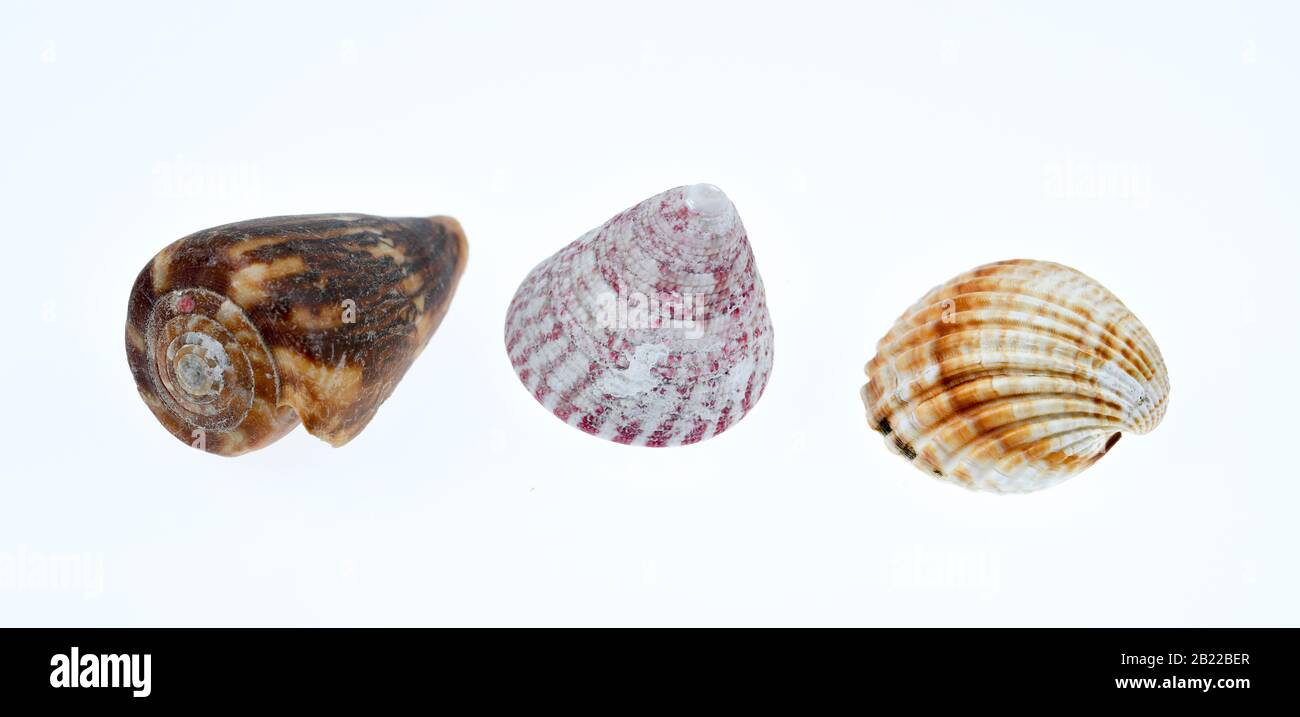 Muschel muscheln hi-res stock photography and images - Alamy